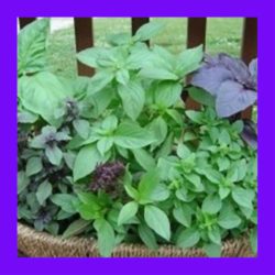 Heritage & Organic Seeds - Page 2 of 37 - ABSeeds