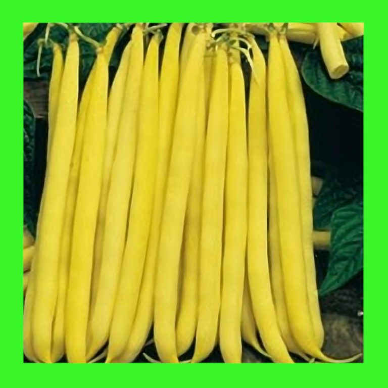 BEAN-CHEROKEE WAX-BUSH- Heritage organic open pollinated seeds
