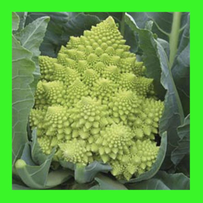 BROCCOLI-ROMANESCO - Heritage Seeds - ABSeeds