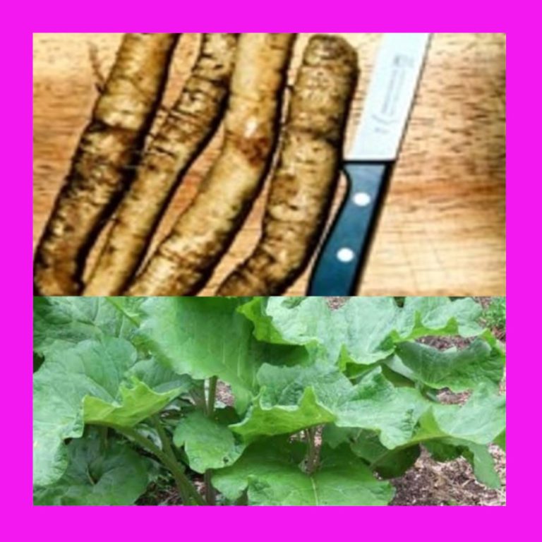 Vegetables Archives - Page 4 of 26 - ABSeeds