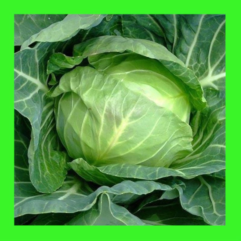 CABBAGE-COPENHAGEN MARKET - Heritage open pollinated seeds