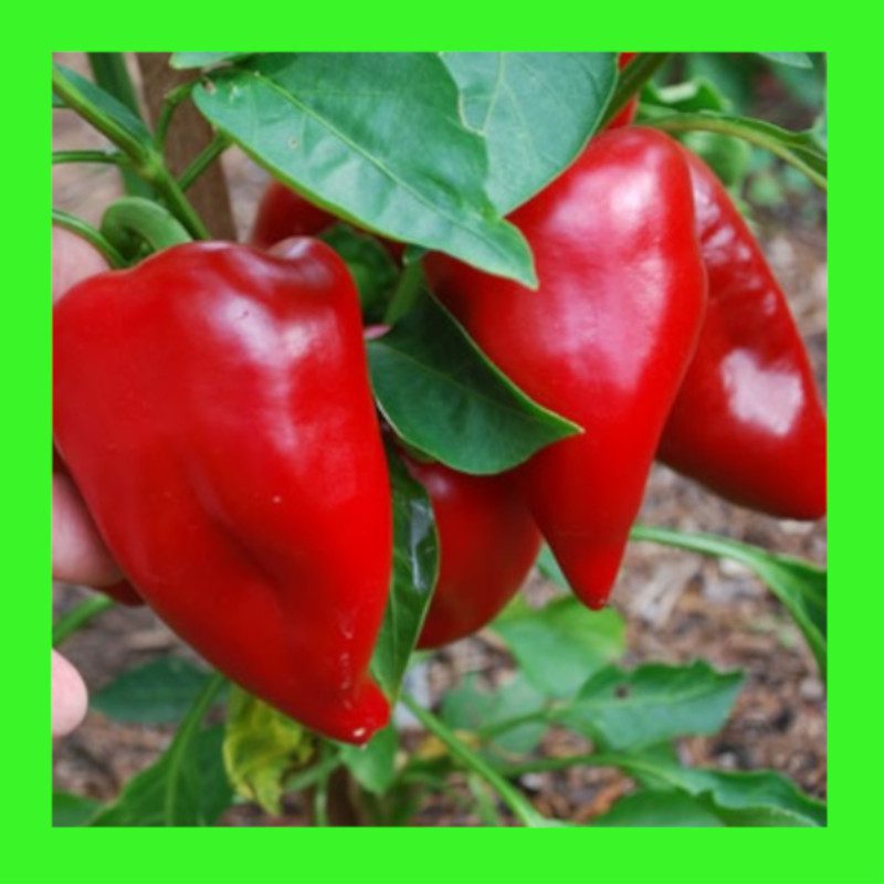 CAPSICUM-SWEET PIMENTO - Heritage organic open pollinated seeds