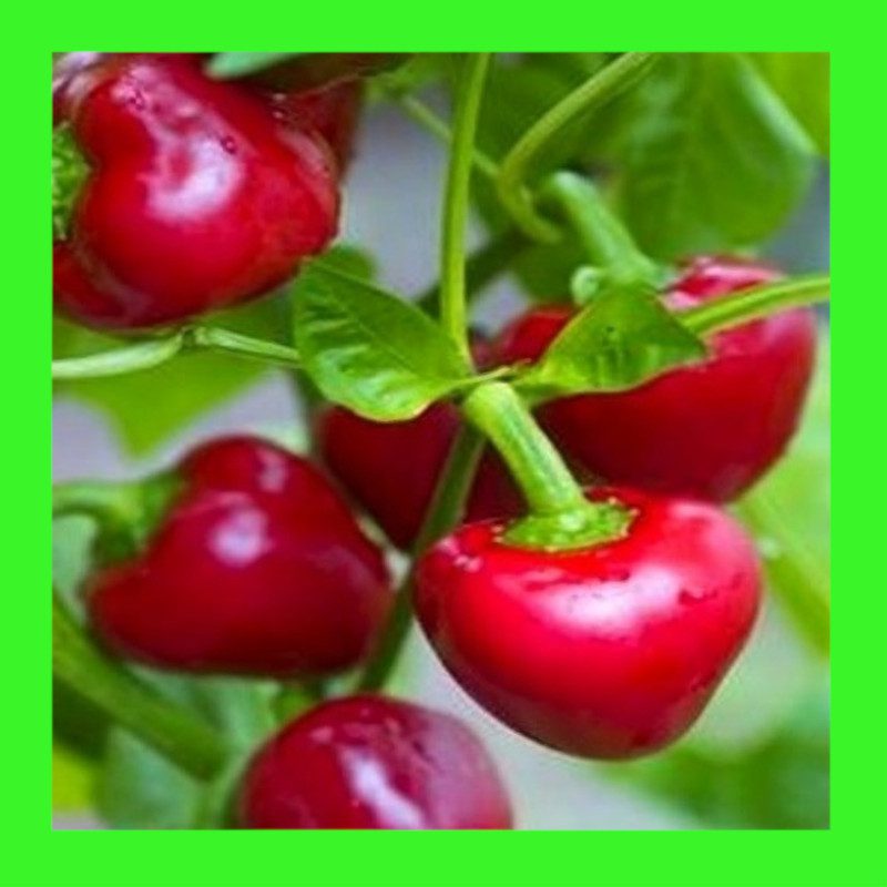CAPSICUM-SWEET RED CHERRY - Heritage open pollinated seeds