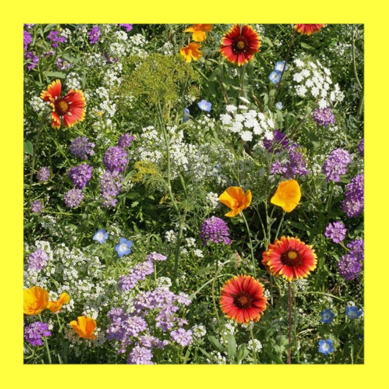 FLOWER-GOOD BUG MIX - Heritage organic open pollinated seeds