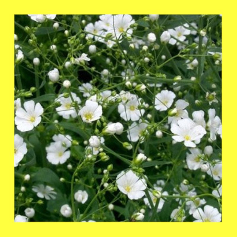 FLOWER-GYPSOPHILA - Heritage and organic open pollinated seed