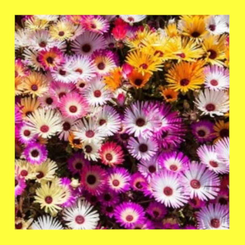 FLOWER-LIVINGSTON DAISY MIX -Heritage open pollinated seeds