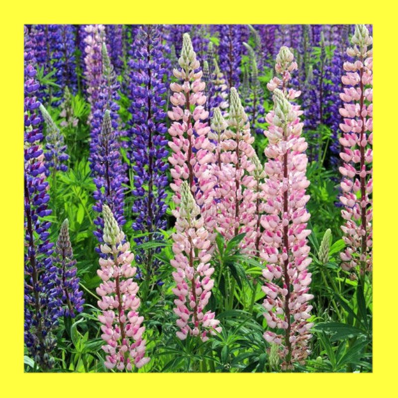 FLOWER-LUPIN MIX - Heritage organic open pollinated seeds