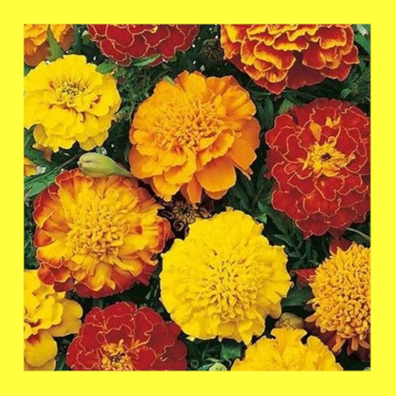 FLOWER-MARIGOLD SPARKY MIX - Heritage open pollinated seeds