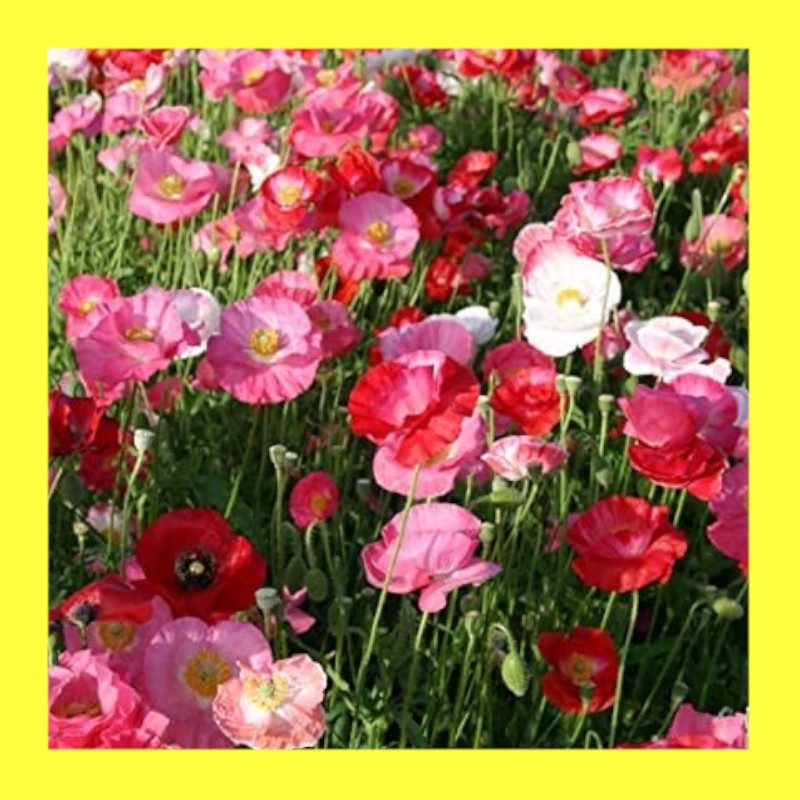 FLOWER-POPPY MIX - Heritage organic open pollinated seeds