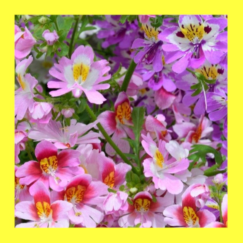 FLOWER-SCHIZANTHUS - Heritage organic open pollinated seeds