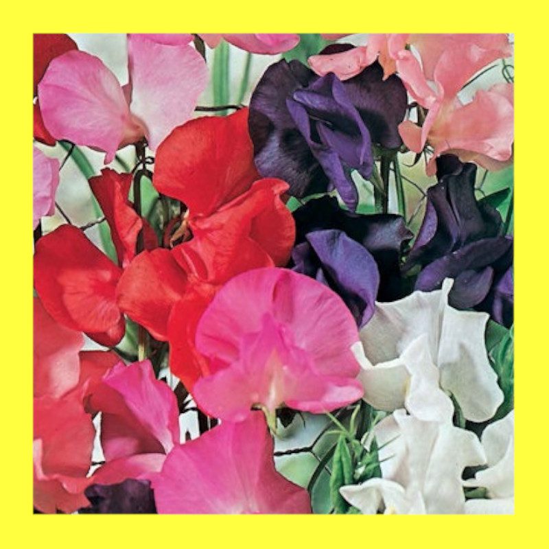 FLOWER-SWEET PEA-GIGANTEA MIX - Heritage open pollinated seeds