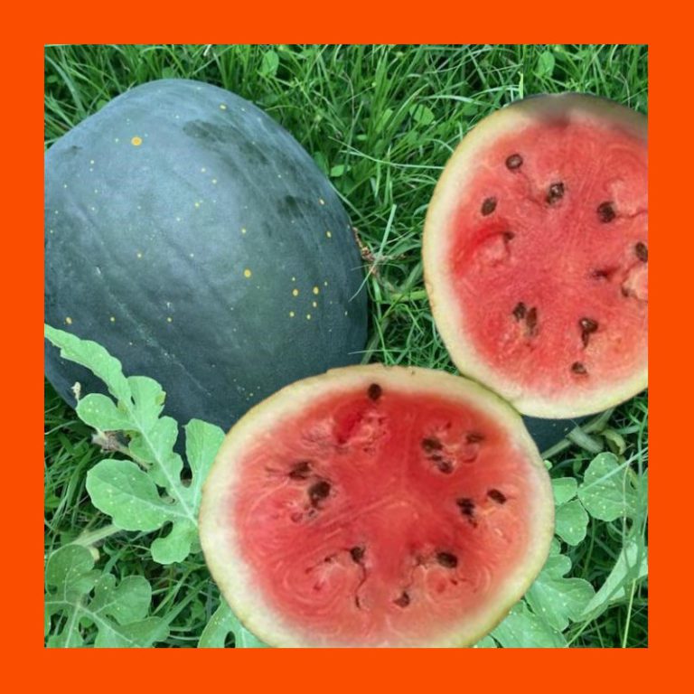FRUIT-MOON AND STARS - Heritage and organic open pollinated seeds