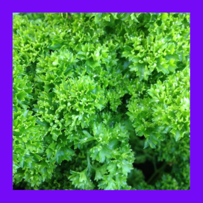 HERB-PARSLEY-TRIPLE MOSS - Heritage organic open pollinated seed