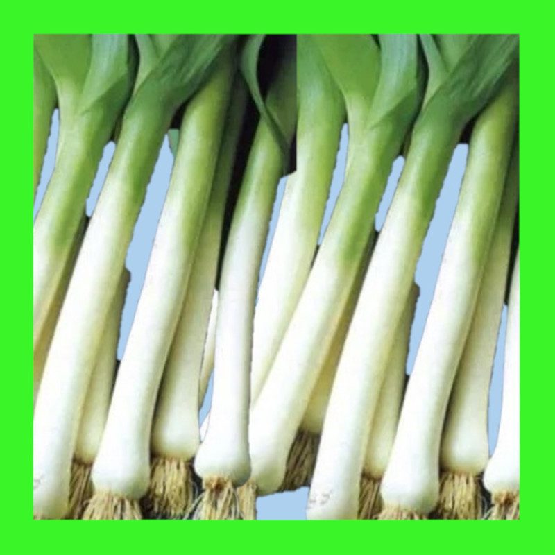 LEEK-CARENTAN - Heritage organic open pollinated seeds