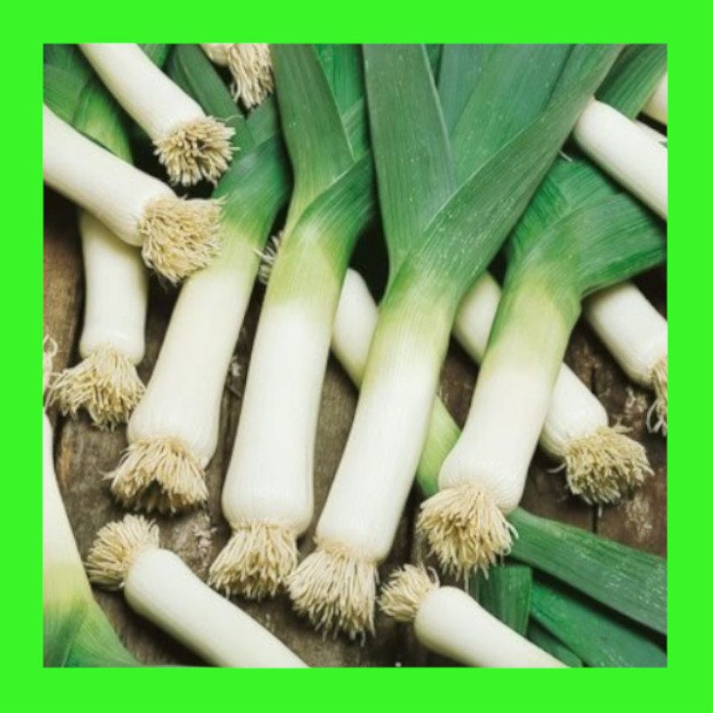 LEEK-MUSSELBURGH - Heritage organic open pollinated seeds