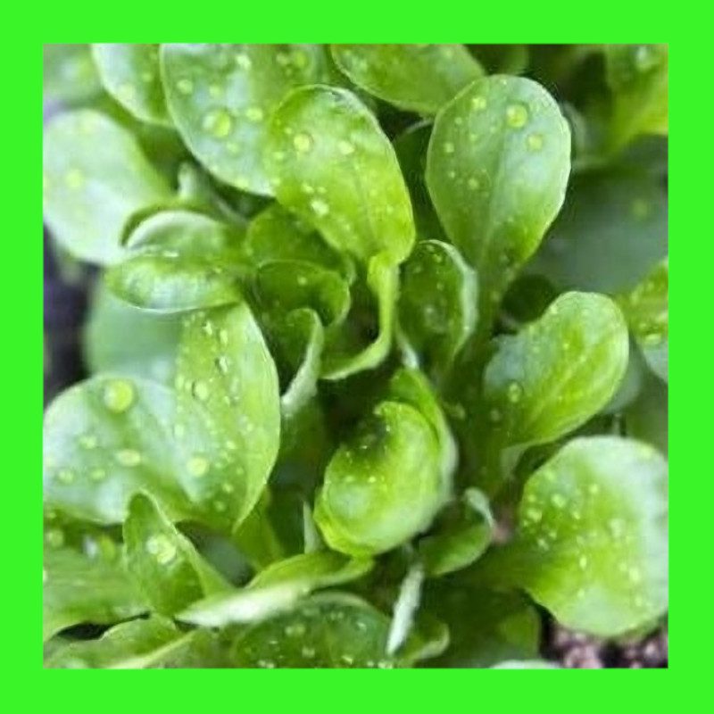 LETTUCE-DUTCH CORN SALAD - Heritage seeds - ABSeeds