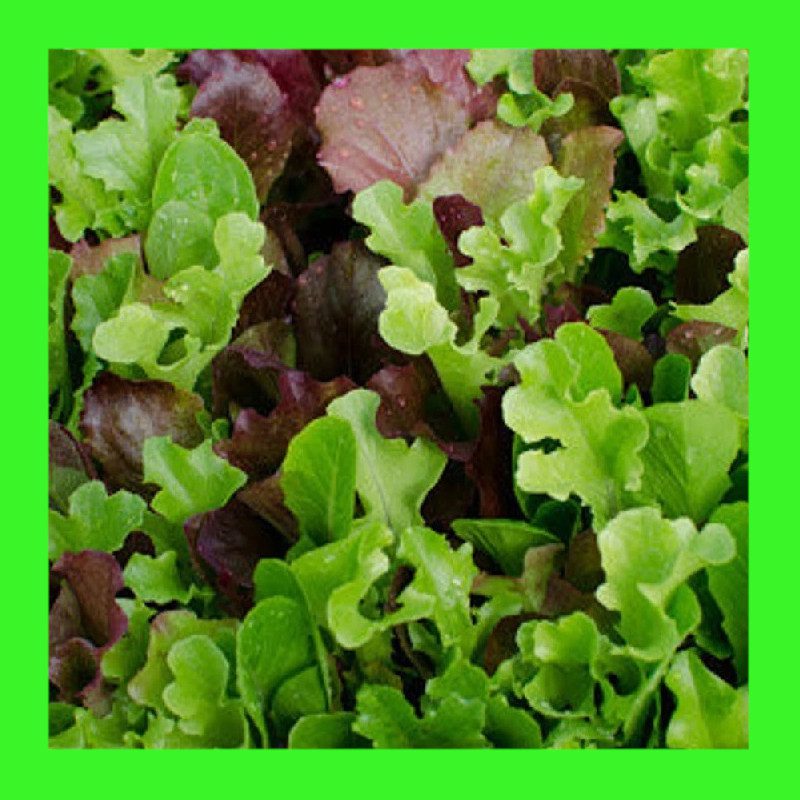 LETTUCE-GOURMET MIX - Heritage organic open pollinated seeds