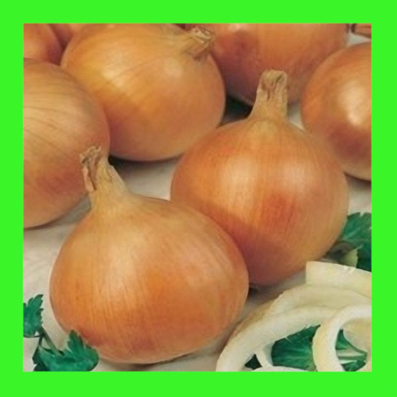 ONION-CREAM GOLD-AUST - Heritage open pollinated seeds