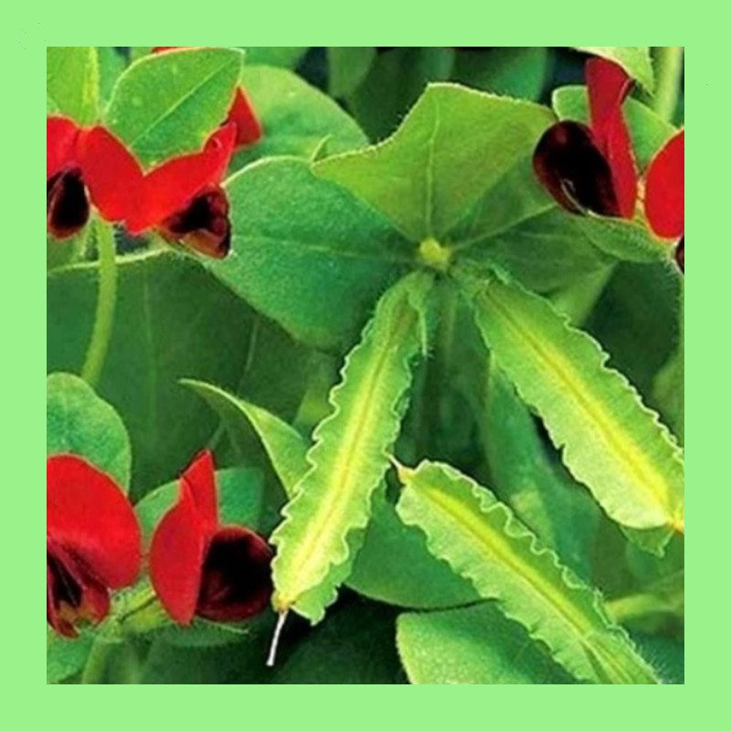 PEA-ASPARAGUS-BUSH- Heritage Open Pollinated Seeds