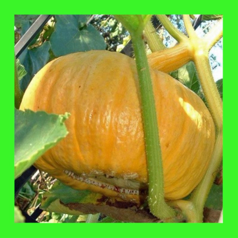PUMPKIN-AUSTRALIAN BUTTER - Heritage open pollinated seeds