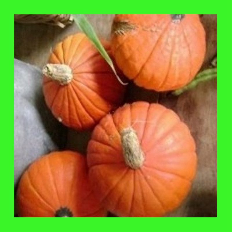 PUMPKIN-GOLDEN NUGGET - Heritage open pollinated seeds
