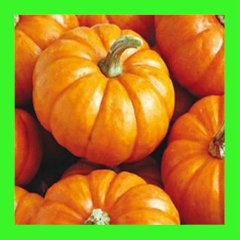PUMPKIN JACK BE LITTLE Heritage Organic Open Pollinated Seeds