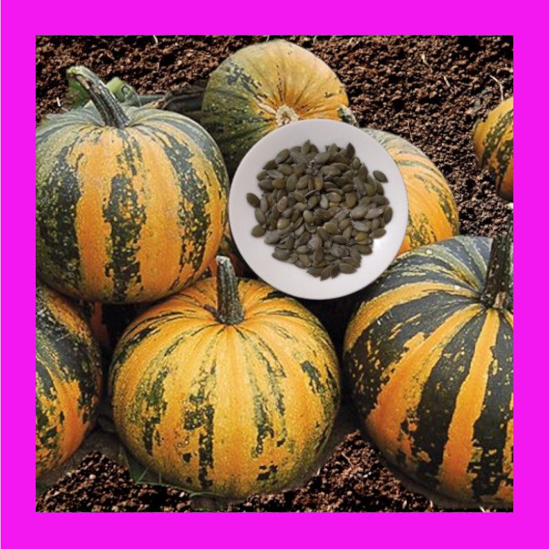 PUMPKIN-KAKAI HULLESS- Heritage organic open pollinated seeds