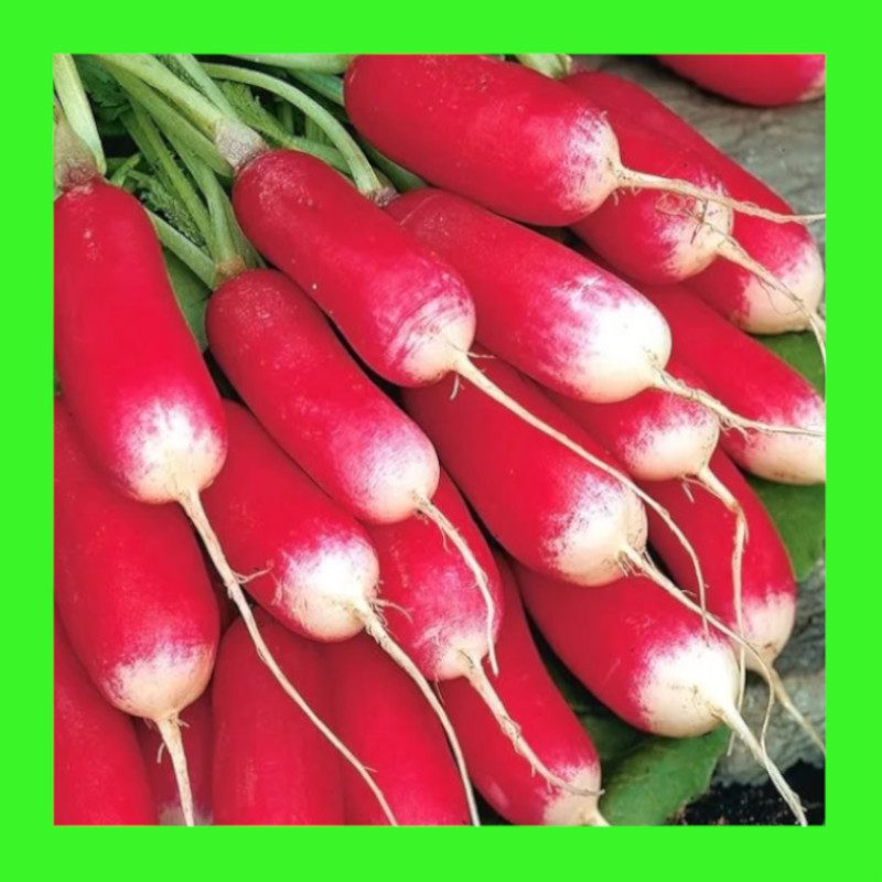 RADISH-FRENCH BREAKFAST - Heritage open pollinated seeds