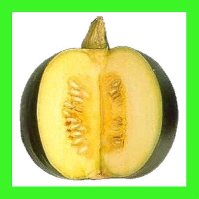 SQUASH-GREEN GEM-SOUTH AFRICAN-Heritage seeds