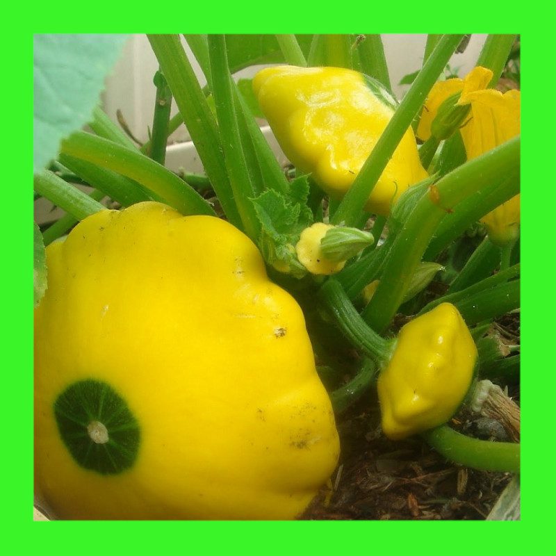 SQUASH-SCALLOP-YELLOW WINTER - Heritage organic seeds