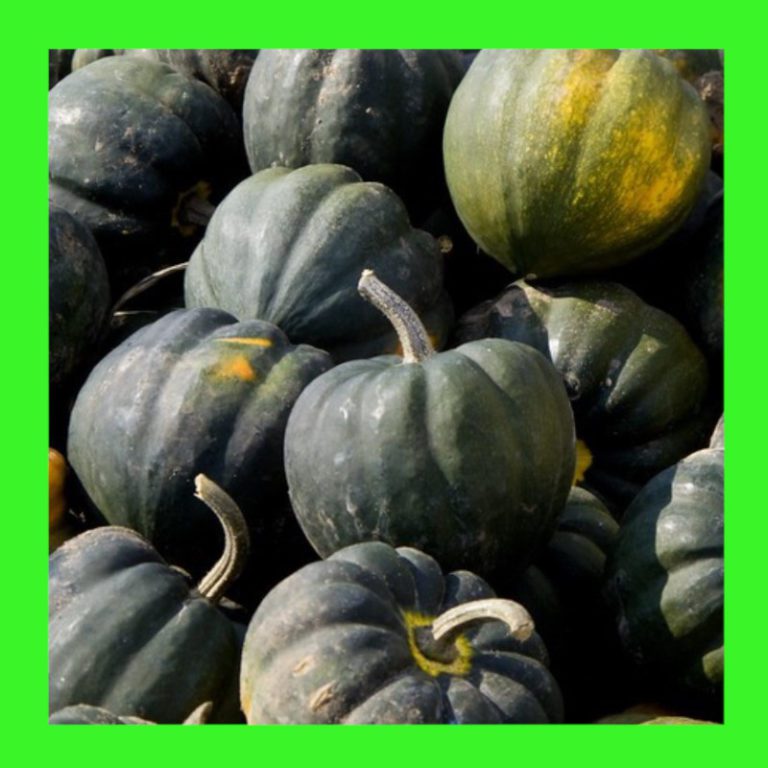 SQUASH-TABLE KING - Heritage open pollinated seeds - ABSeeds