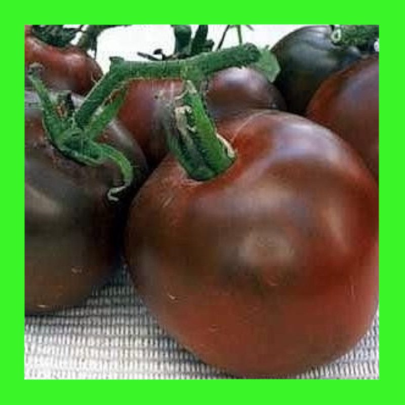TOMATO-BLACK RUSSIAN - Heritage organic open pollinated seeds
