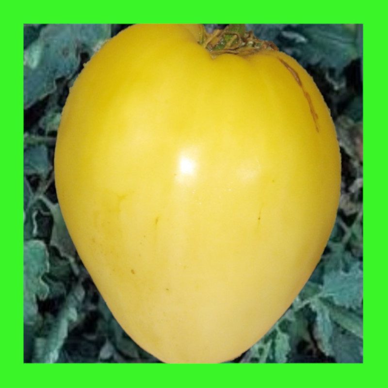 TOMATO-OXHEART-WHITE - Heritage organic open pollinated seeds