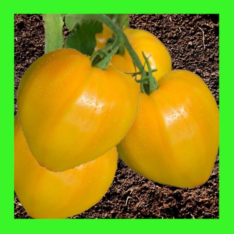 TOMATO-OXHEART-YELLOW - Heritage organic open pollinated seeds