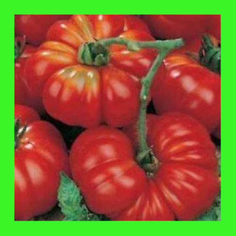 TOMATO-ROUGE DE MARMANDE - Heritage open pollinated seeds