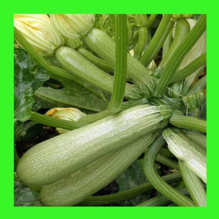 ZUCCHINI-LEBANESE - Heritage organic open pollinated seeds
