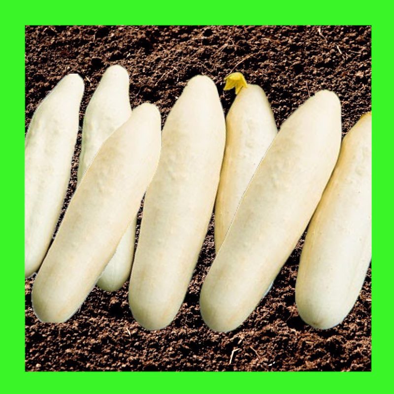 CUCUMBER-REDLANDS LONG WHITE - ABSeeds