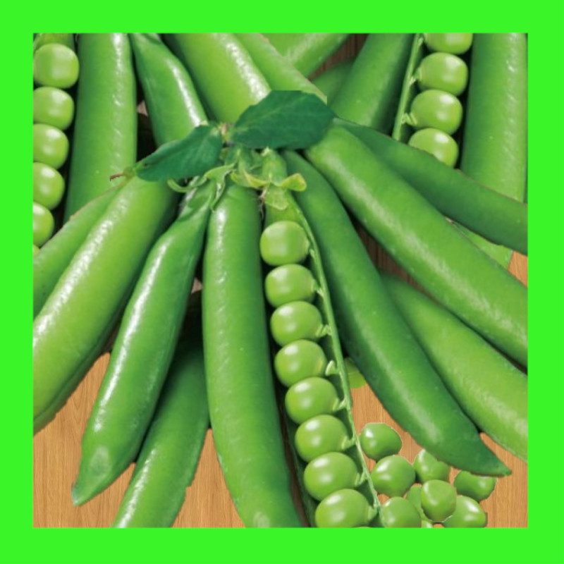 PEA-GREENFEAST SHELLING-DWARF - ABSeeds
