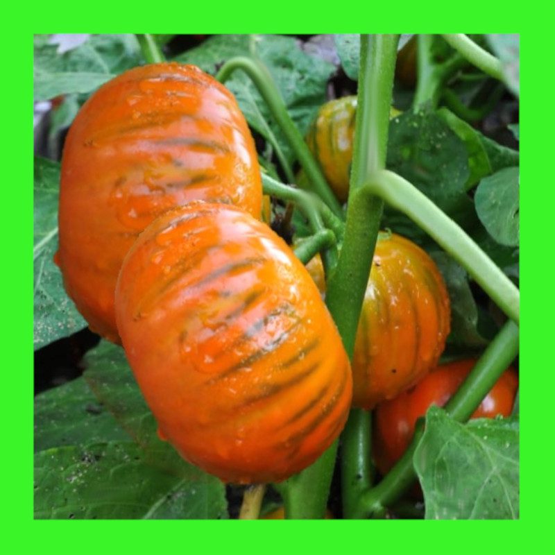 EGGPLANT-TURKISH ORANGE - ABSeeds