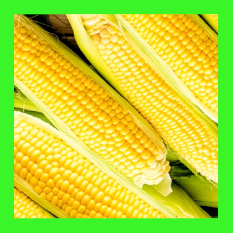 CORN-JOLLY ROGER-SWEET - Organic Open pollinated seeds