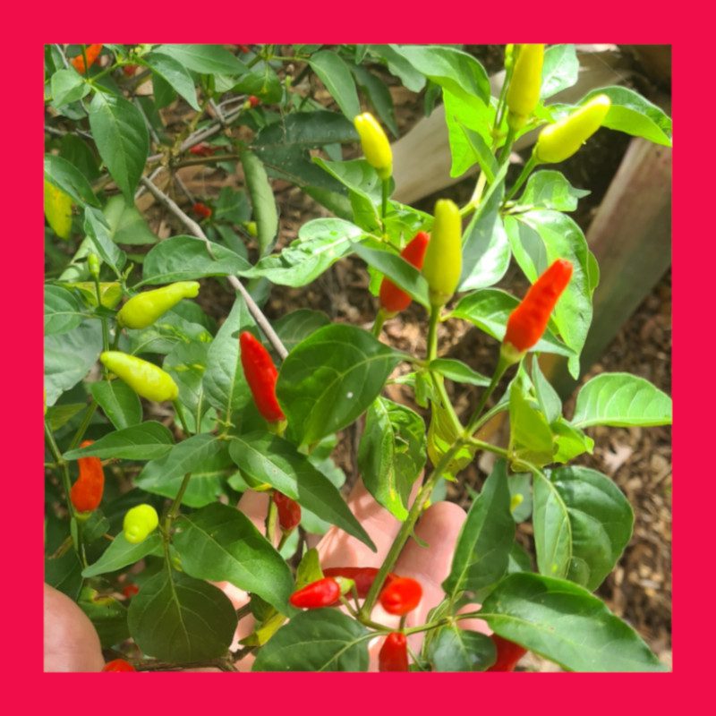 CHILLI-BAHAMIAN BIRD - ABSeeds Heritage & Organic Seeds