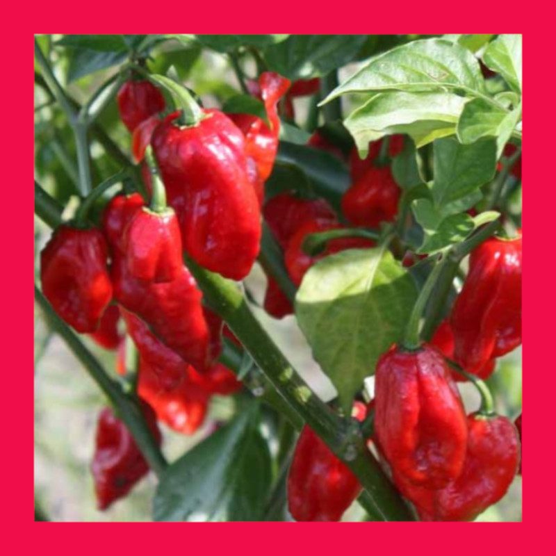 Chillis Archives - ABSeeds